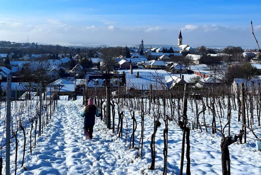 Vince-nap Mór 2025 - GOTRAVEL