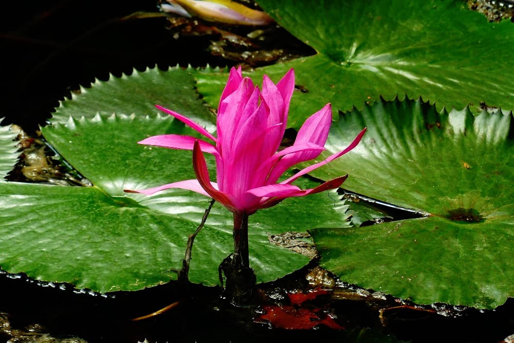 Tavirózsa tanösvény, Hévíz - GOTRAVEL